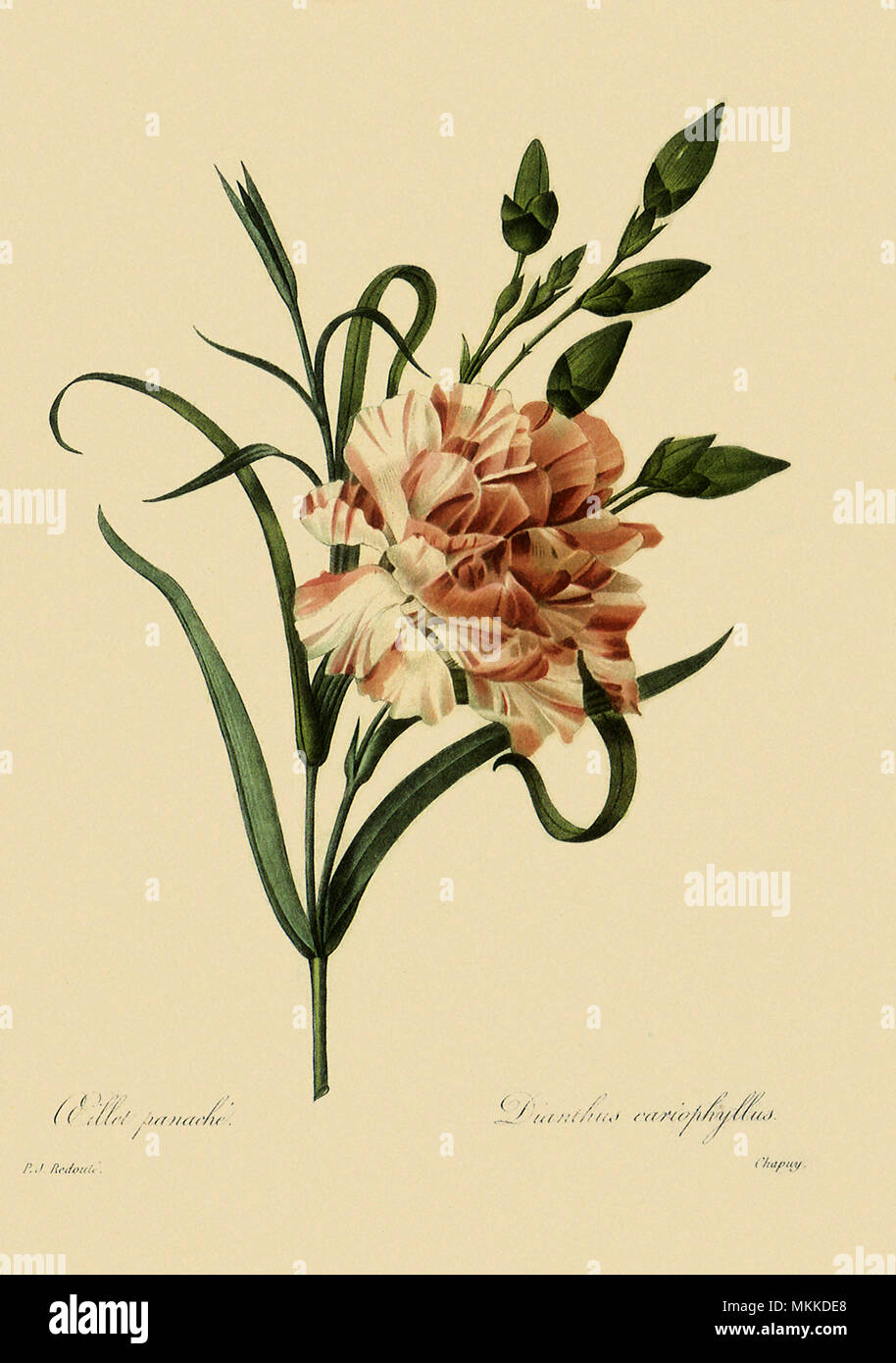 Fleurs de girofle Banque de photographies et d’images à haute ...