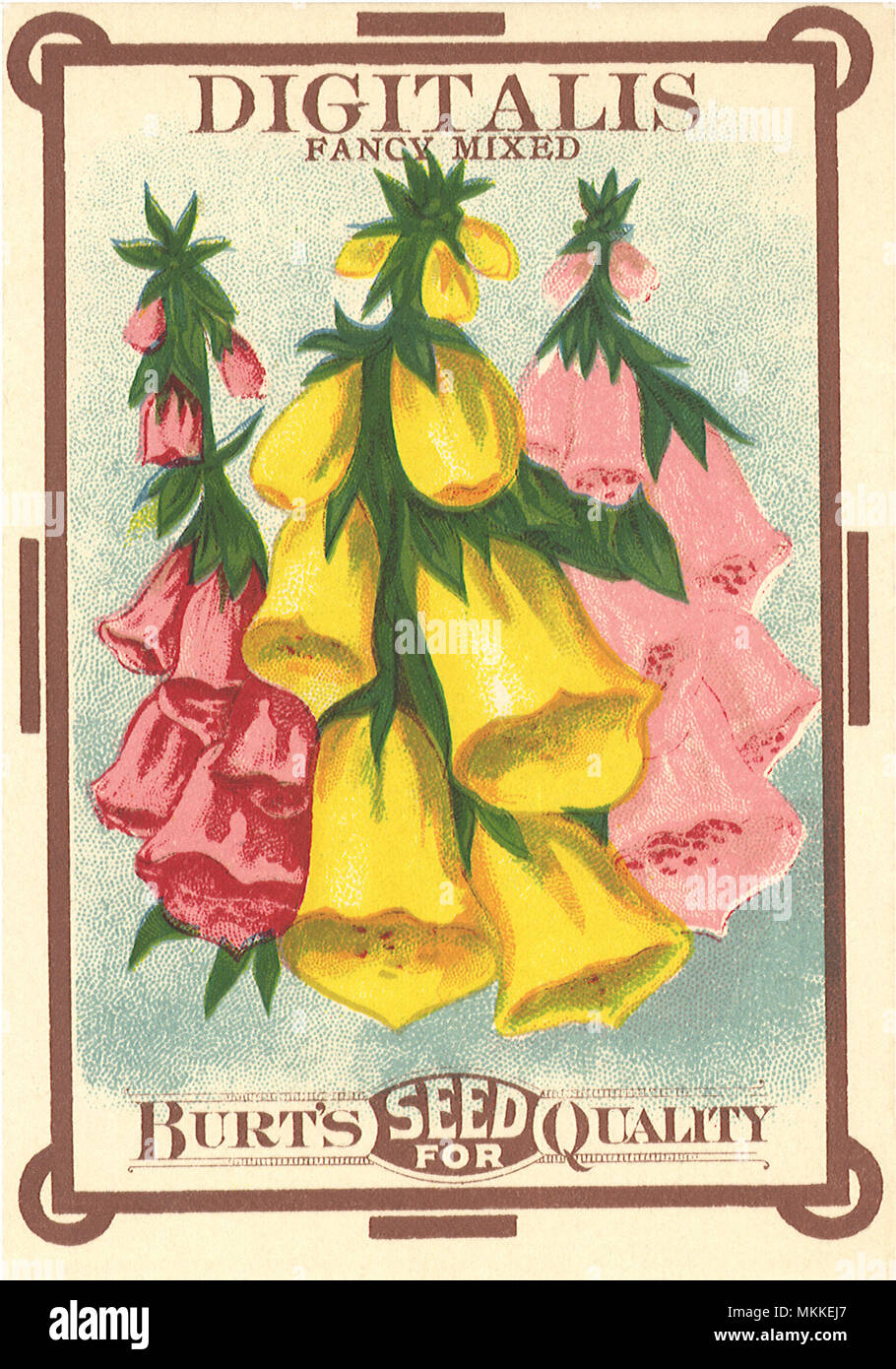 Digitale digitale fleurs Banque de photographies et d’images à haute ...