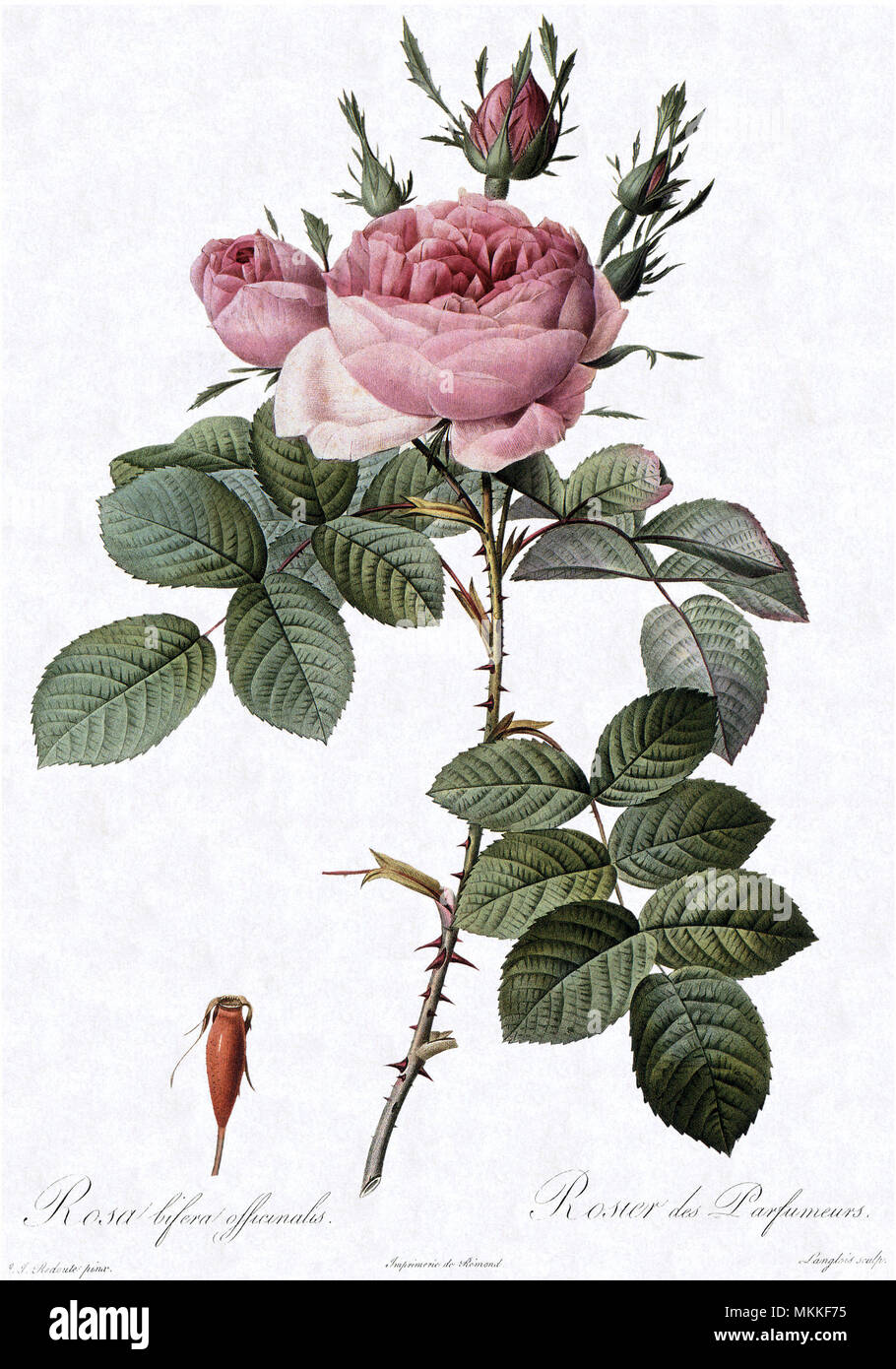 Rosa bifera officinalis Banque de photographies et d’images à haute ...