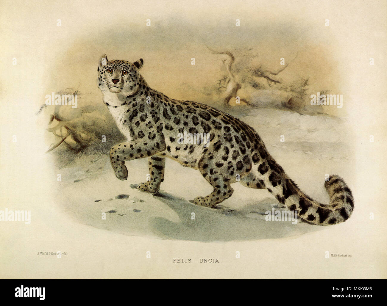 Pelage de leopard Banque de photographies et d’images à haute ...
