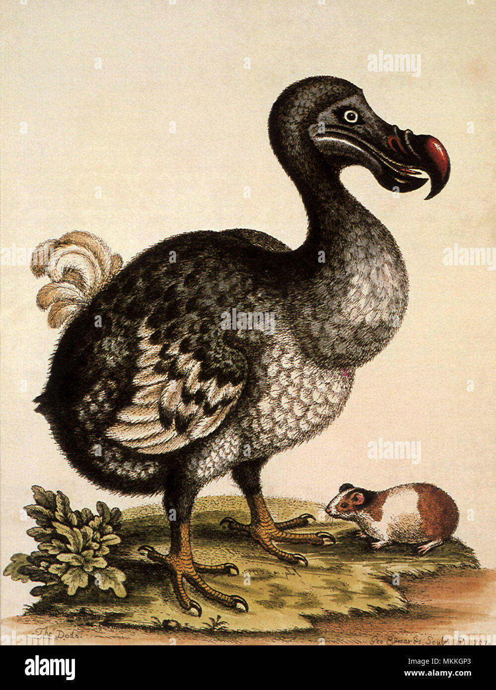 Dodo oiseau raphus cucullatus Banque de photographies et d’images à ...