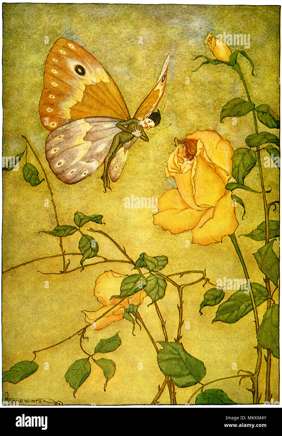 Rose avec papillon Banque de photographies et d’images à haute ...