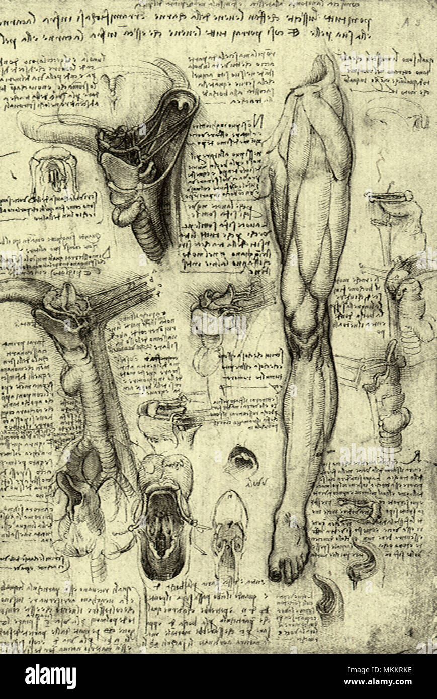 Anatomy drawings Banque de photographies et d’images à haute résolution ...