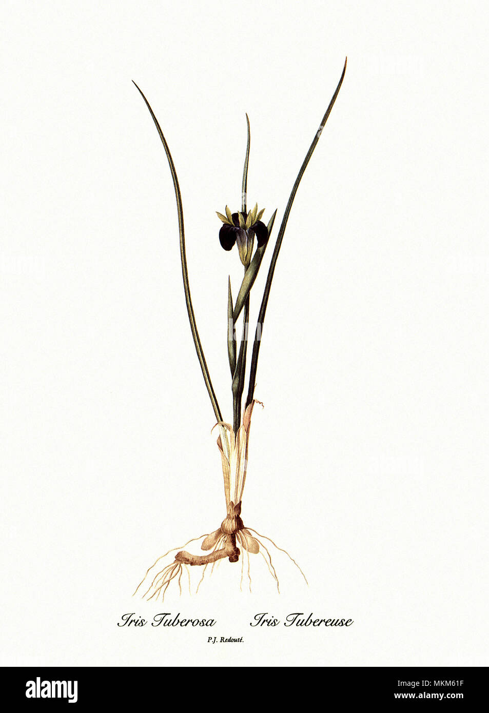 Iris tuberosa Banque de photographies et d’images à haute résolution ...