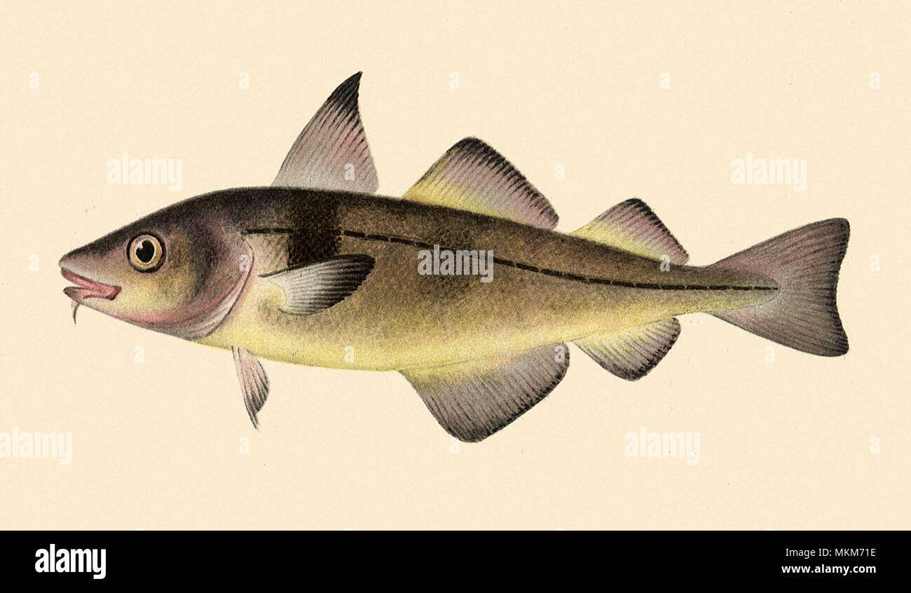 Aiglefin melanogrammus aeglefinus poisson Banque de photographies et d ...