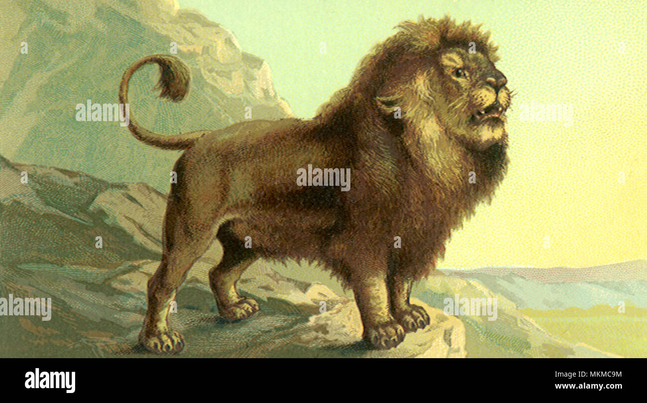 Lion rugissant Banque de photographies et d’images à haute résolution ...