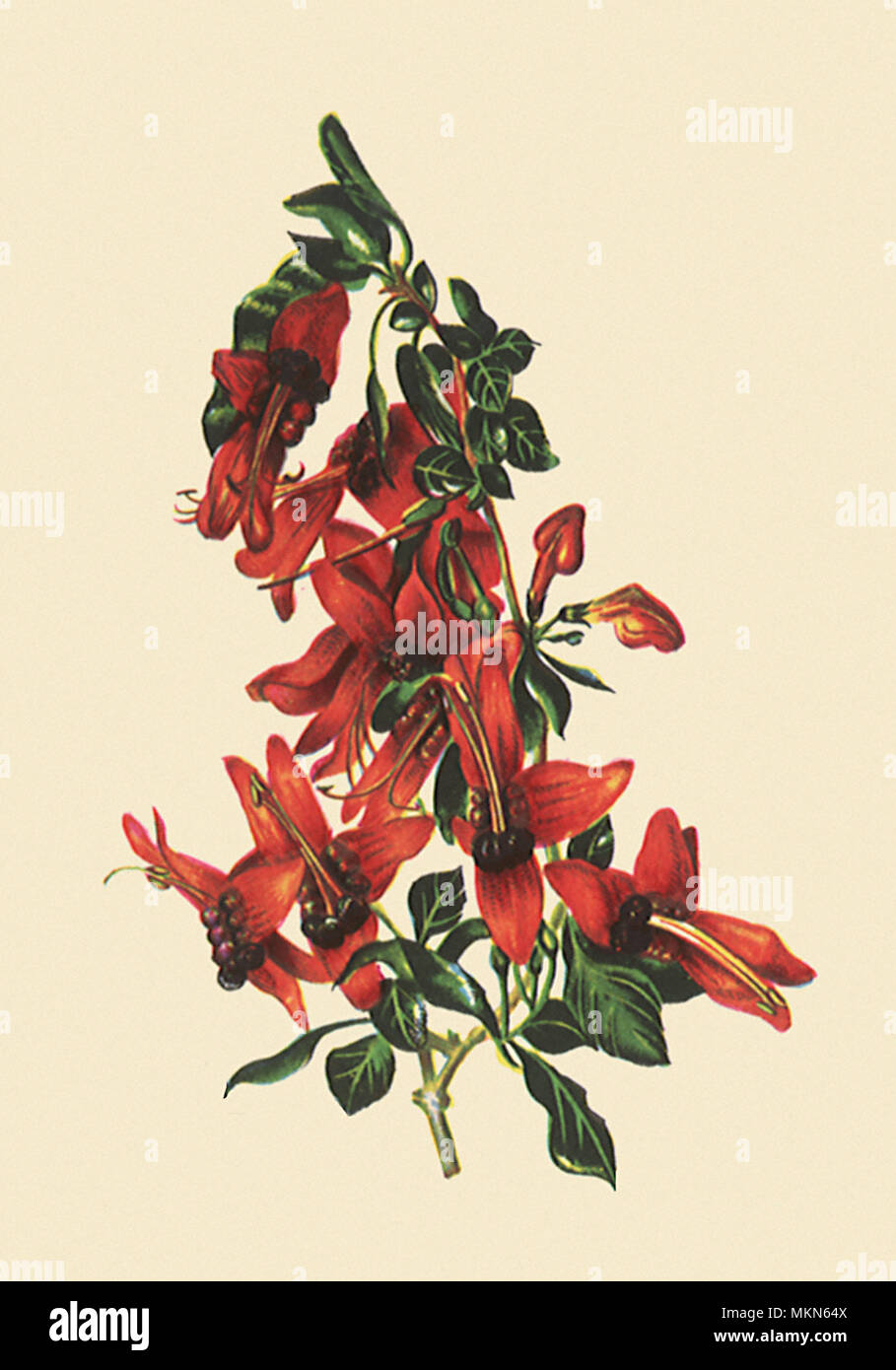 Ruttya fruticosa ruttya fruticosa Banque de photographies et d’images à ...