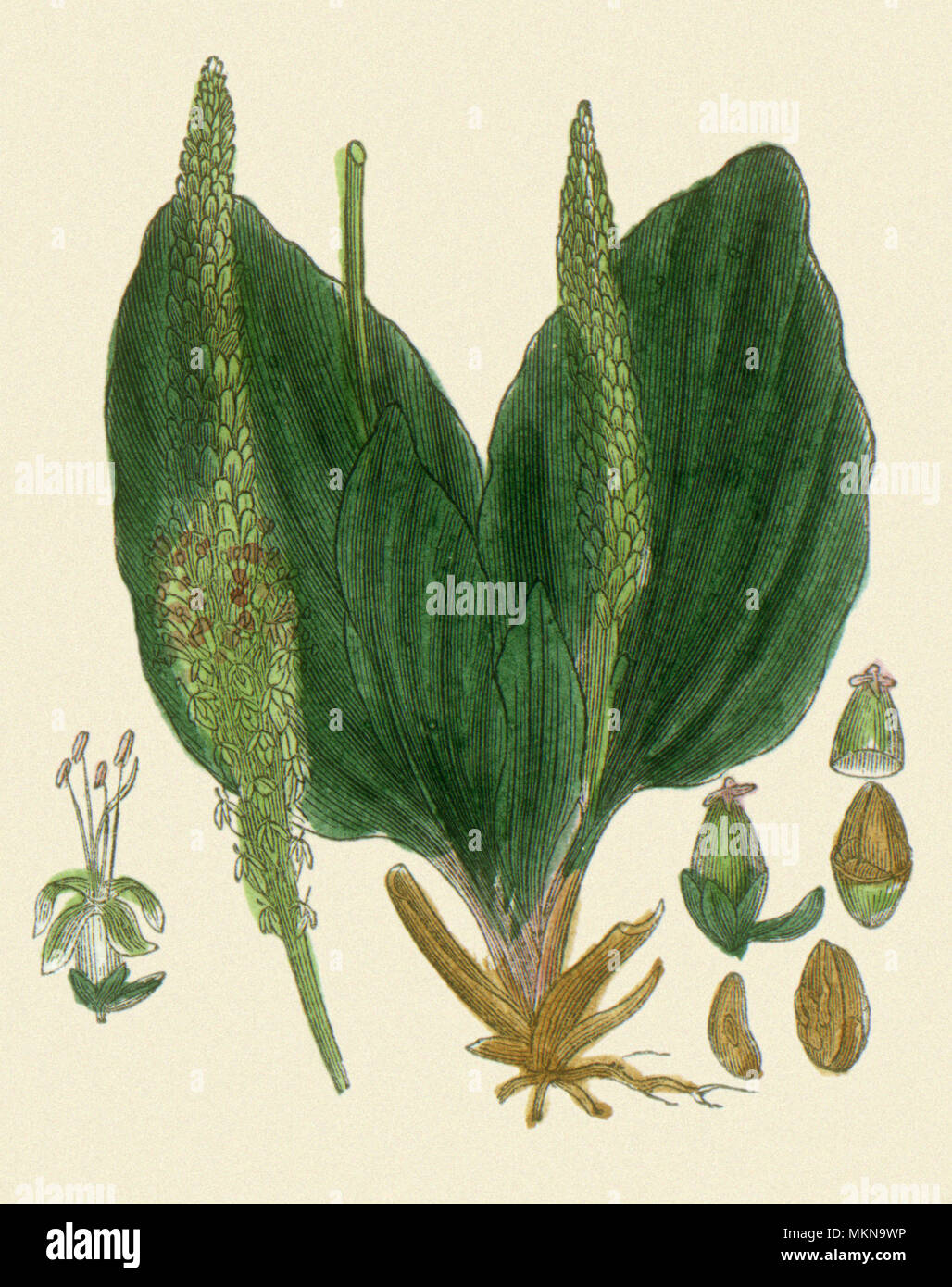 Plantain plantain plantago major Banque de photographies et d’images à ...