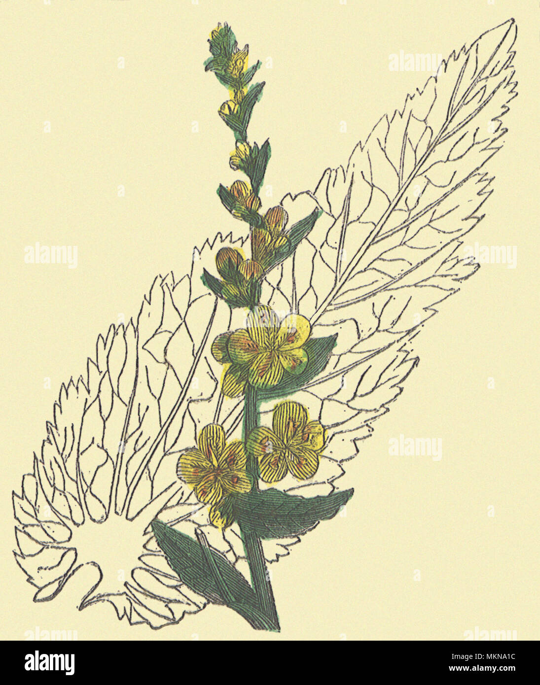 Verbascum virgatum Banque de photographies et d’images à haute ...