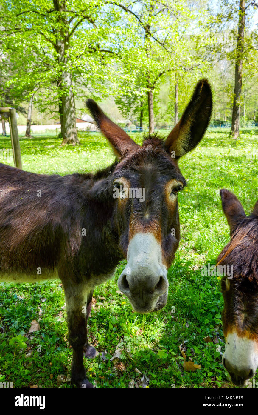Le Mulet Et L’âne Banque d'image et photos - Alamy