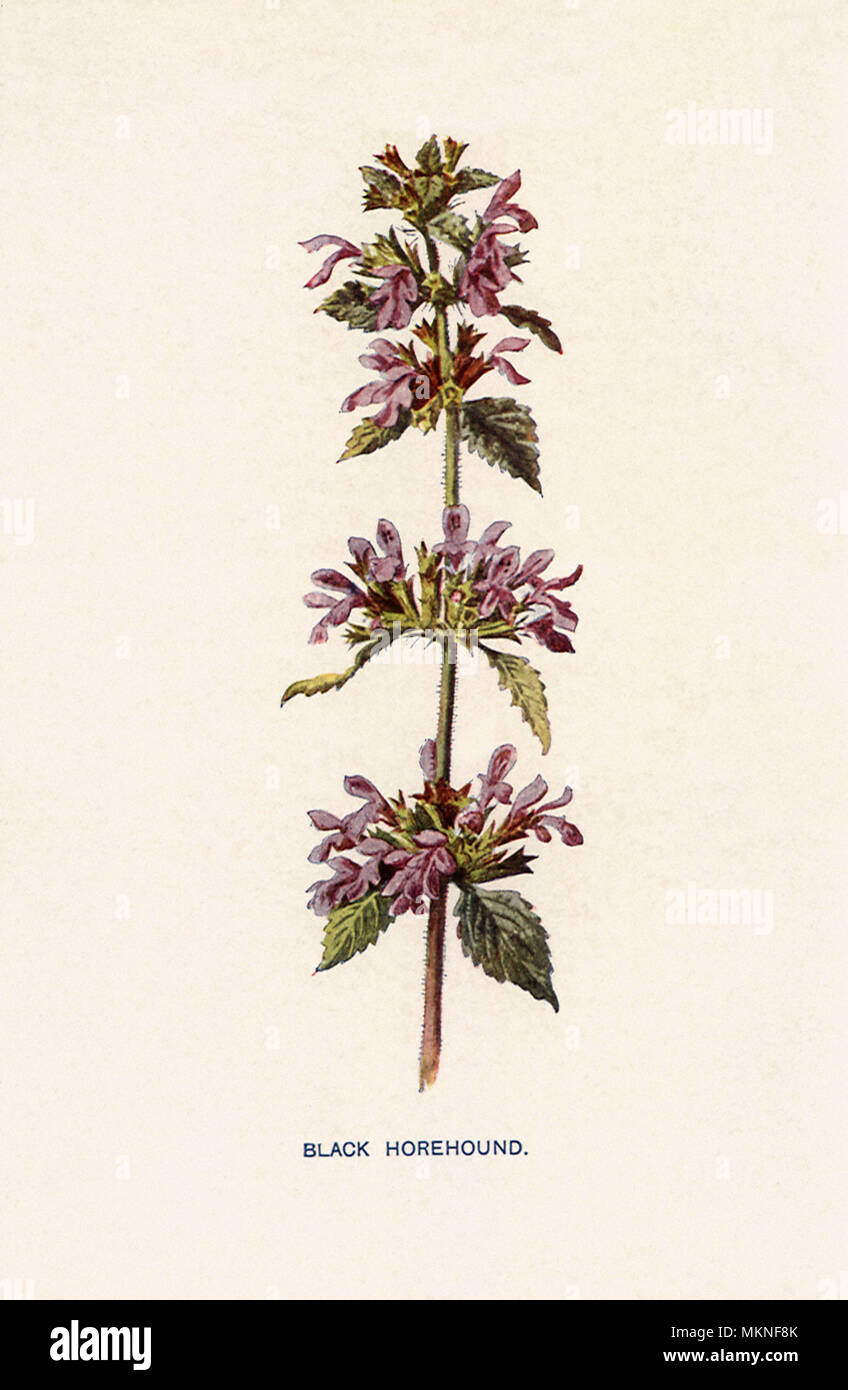 Ballota nigra Banque de photographies et d’images à haute résolution ...