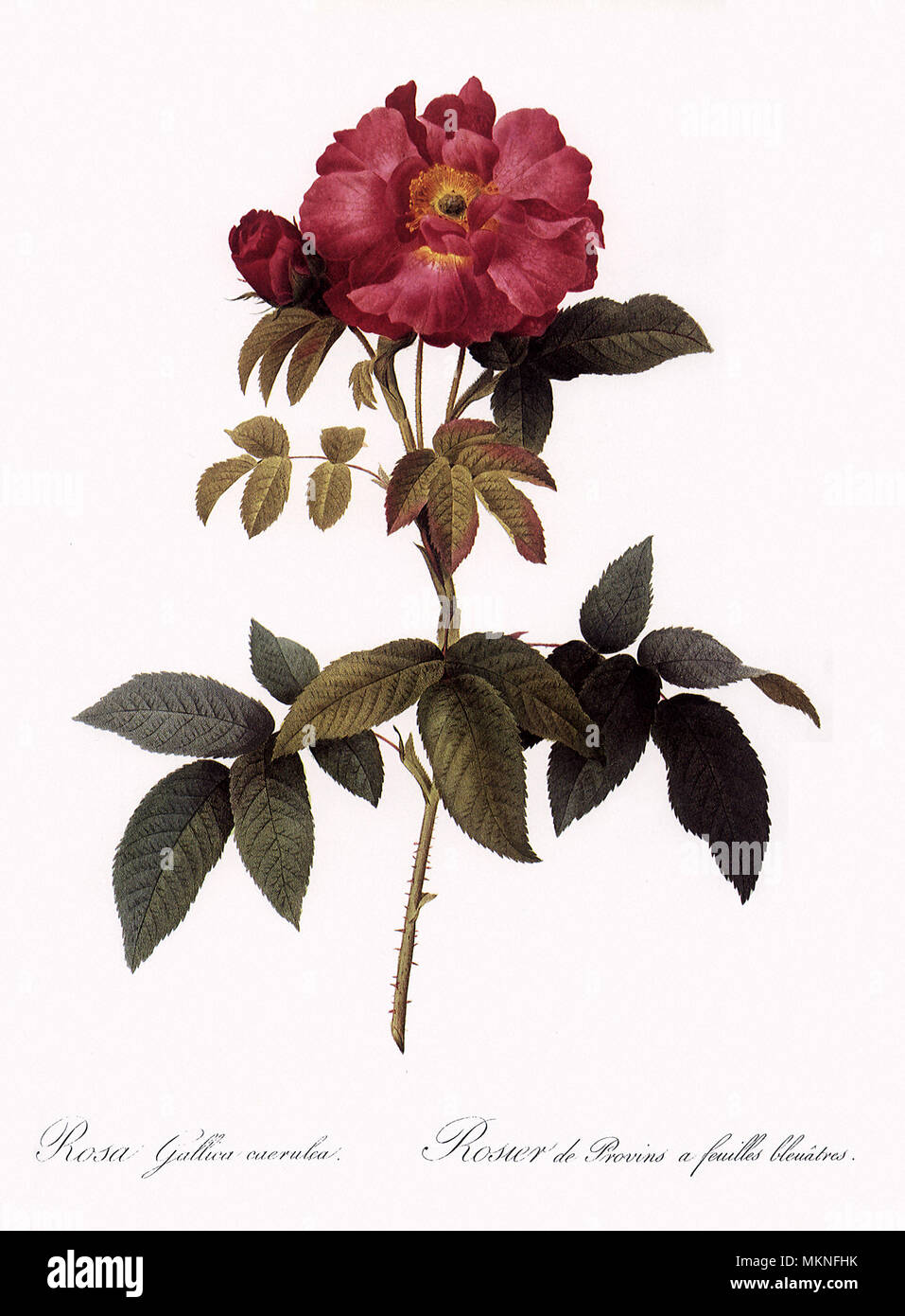 Rosa gallica Banque de photographies et d’images à haute résolution - Alamy