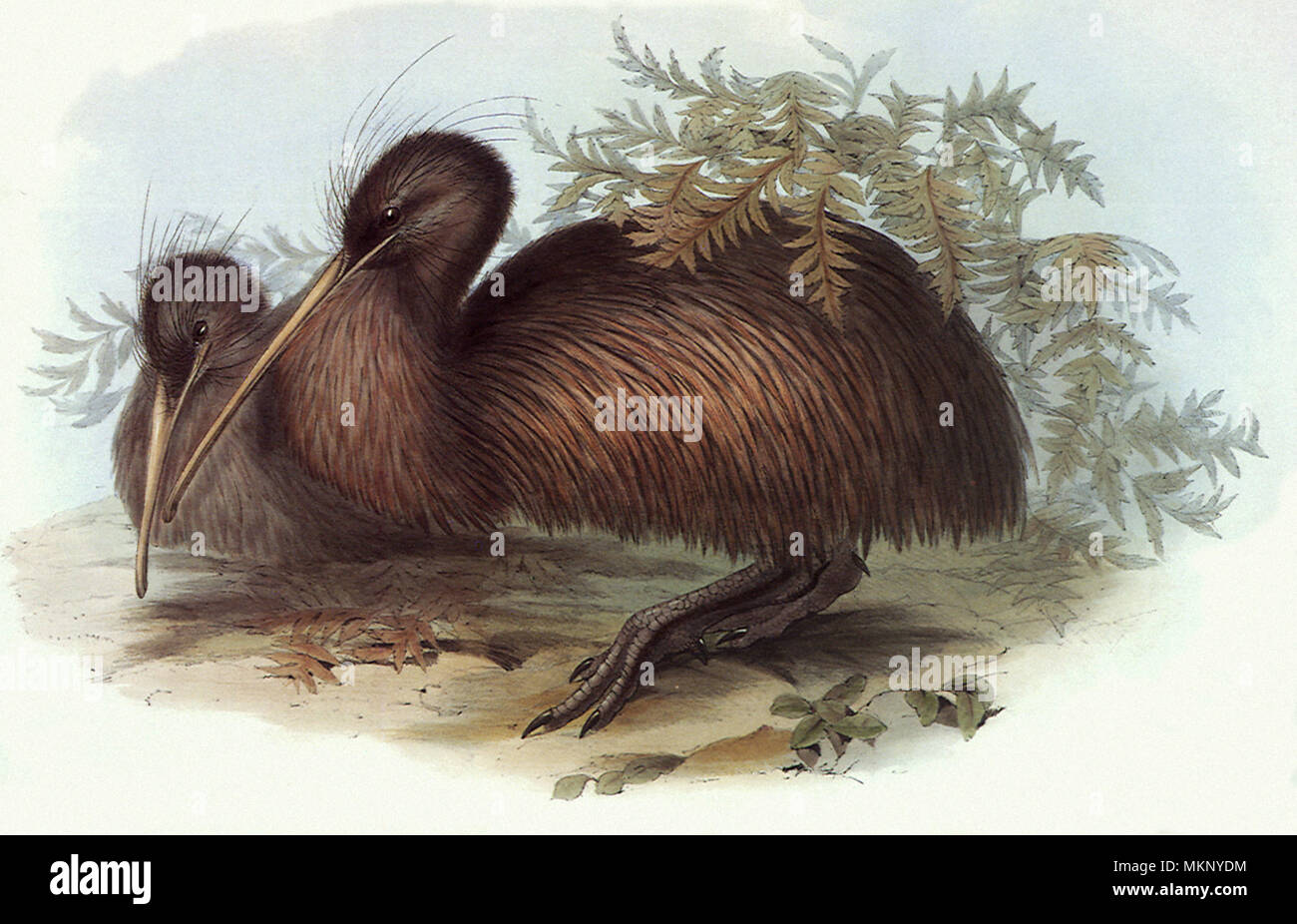 Apteryx australis Banque de photographies et d’images à haute ...