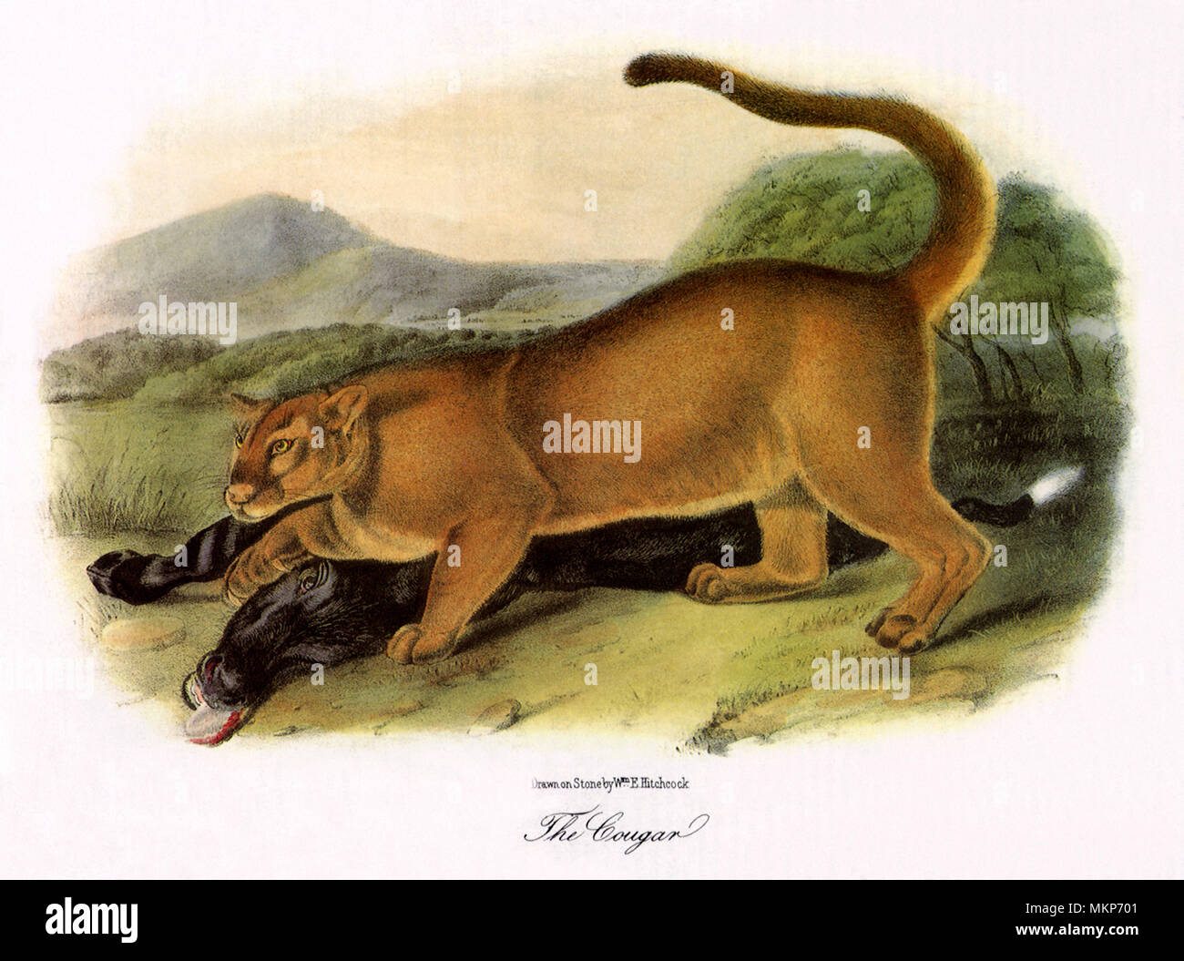 Puma kill Banque de photographies et d’images à haute résolution - Alamy