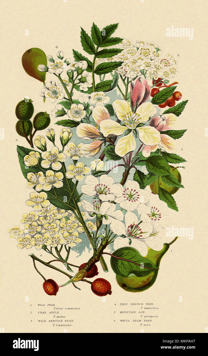 Arbre biblique Banque d'image et photos - Alamy