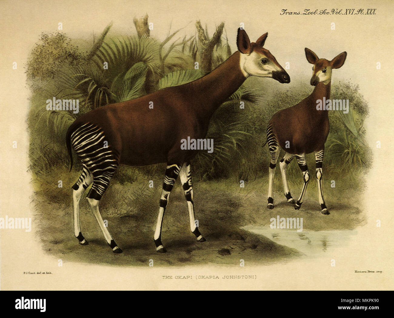 Okapi wild Banque de photographies et d’images à haute résolution - Alamy