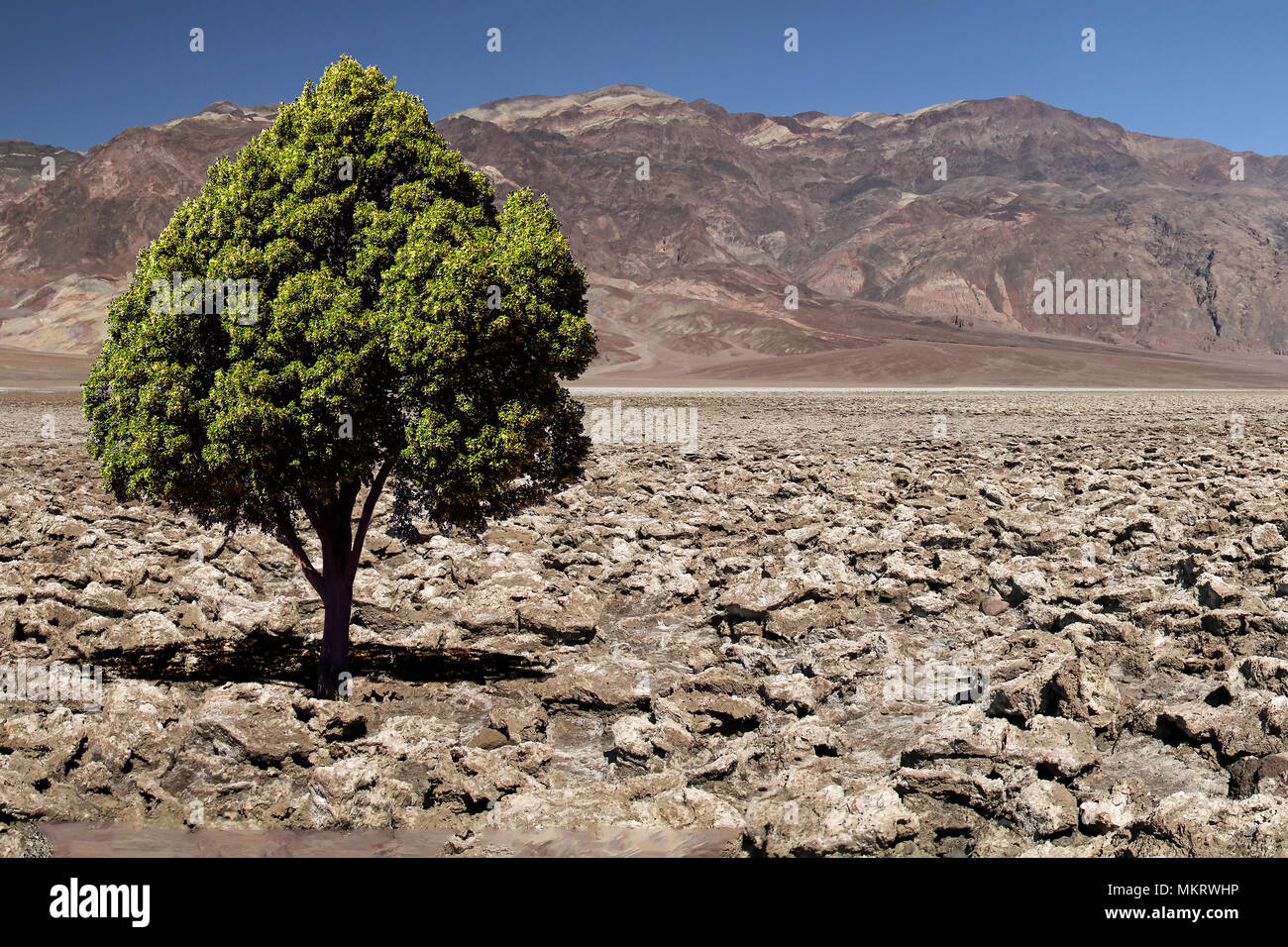 Arbre vert solitaire Banque de photographies et d’images à haute ...