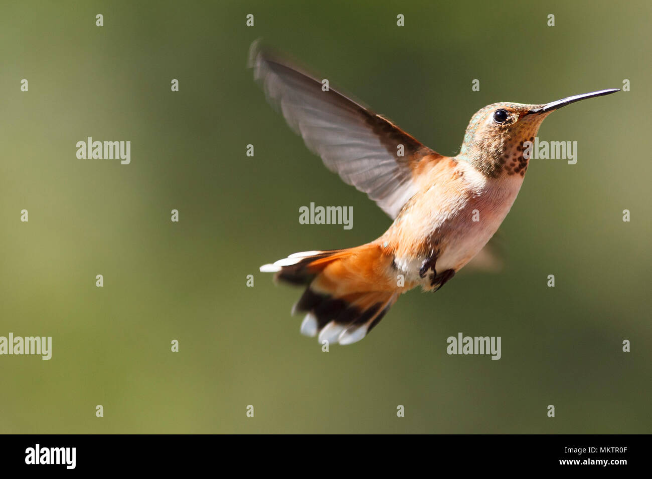 Cascade de colibris Banque de photographies et d’images à haute ...