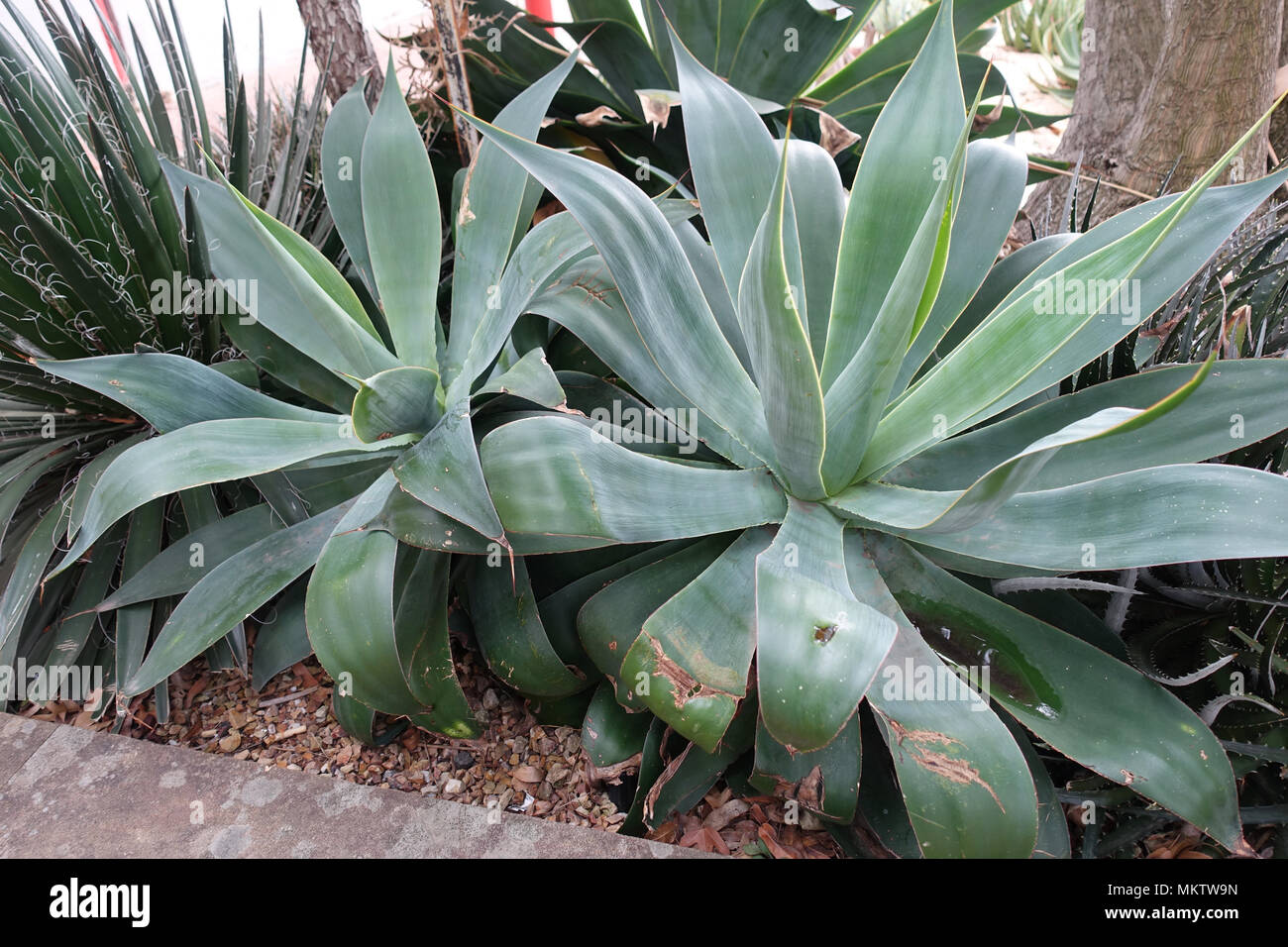 Agave mature Banque de photographies et d’images à haute résolution - Alamy
