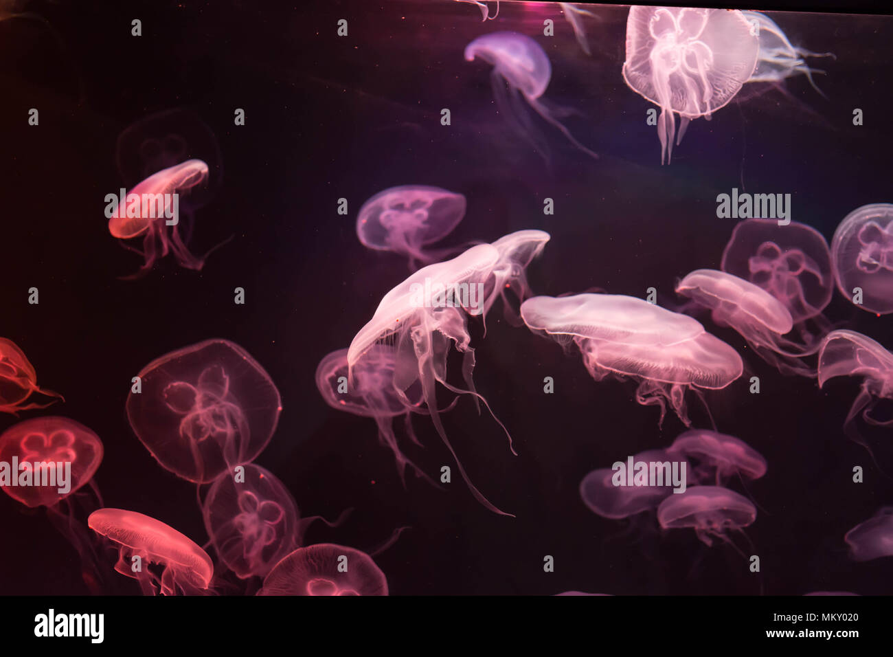 Lune méduse Aurelia aurita couleur translucide rouge et fond rouge ...