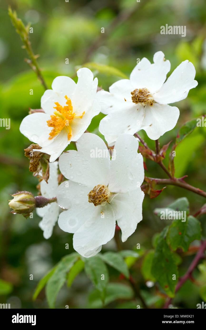 Rosa sempervirens evergreen rose Banque de photographies et d’images à ...