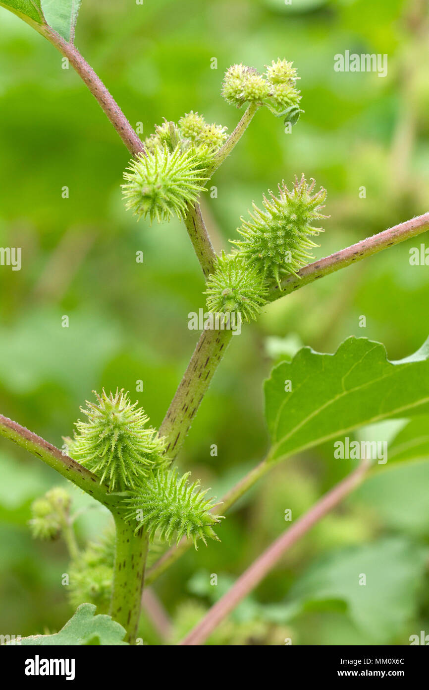 Cocklebur xanthium sp Banque de photographies et d’images à haute ...