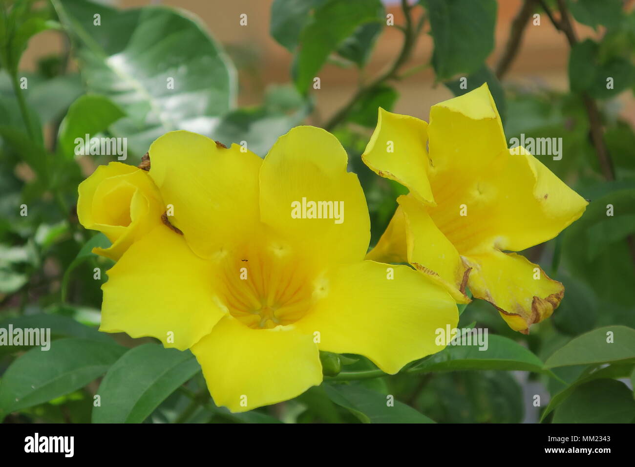 Fleur Allamanda ou trompette d'or fleurs sur l'île Maurice Photo Stock ...