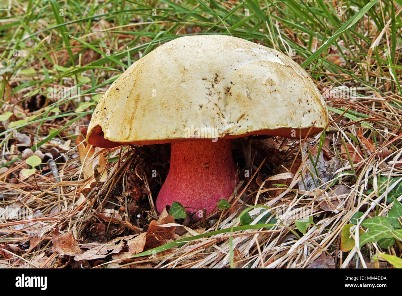Boletus satanas Banque de photographies et d’images à haute résolution ...