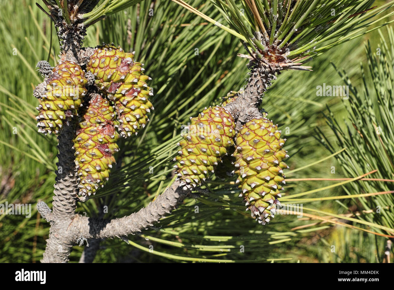 Maritime pine fruits Banque de photographies et d’images à haute ...