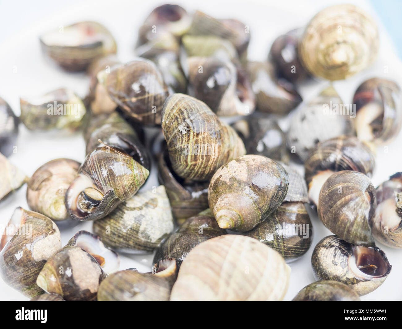 Coquille de bigorneau Banque de photographies et d’images à haute résolution - Alamy