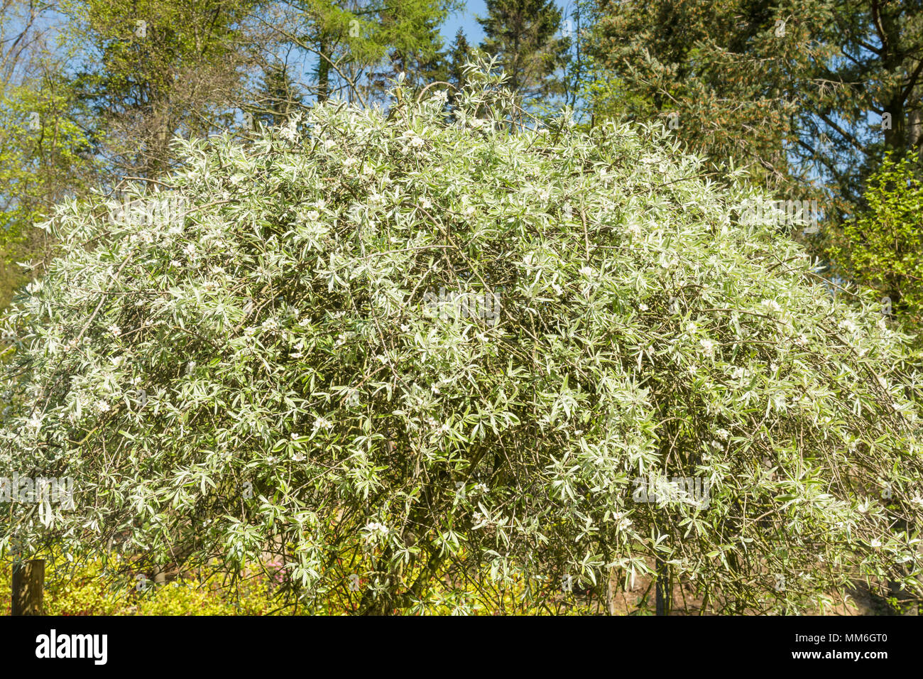 Pyrus salicifolia 'Pendula' - poire à feuilles de saule tombantes Photo ...