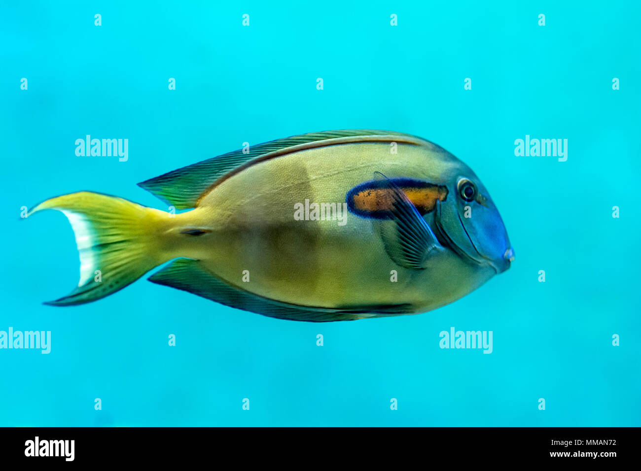 Poissons tropicaux colorés Banque de photographies et d’images à haute ...