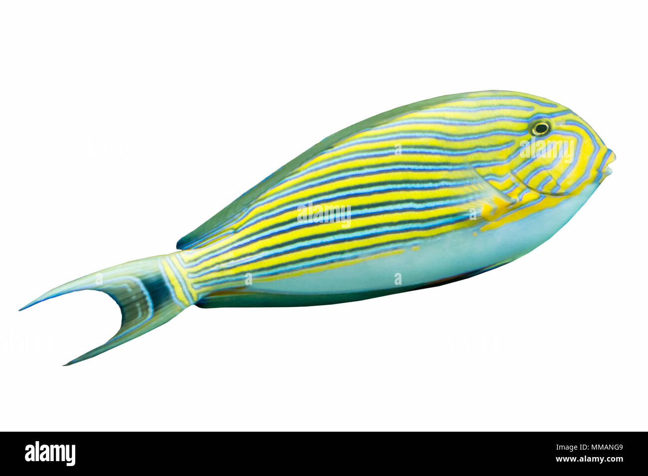 Poisson jaune à rayures bleues Banque de photographies et d’images à ...