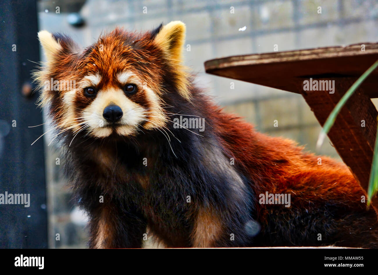 Panda roux neige japon Banque de photographies et d’images à haute ...