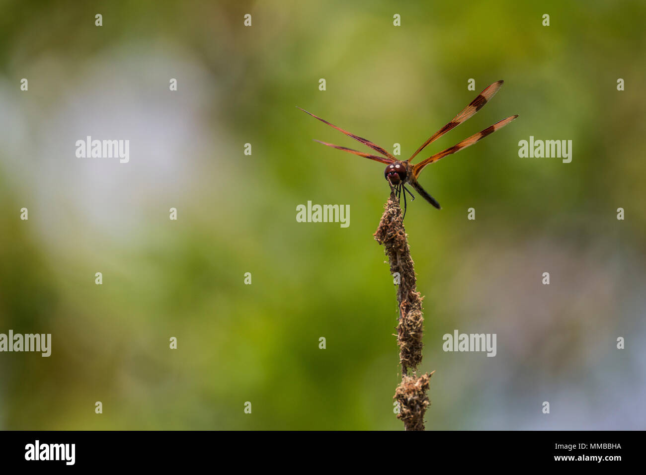 Insecte de zone humide Banque de photographies et d’images à haute ...