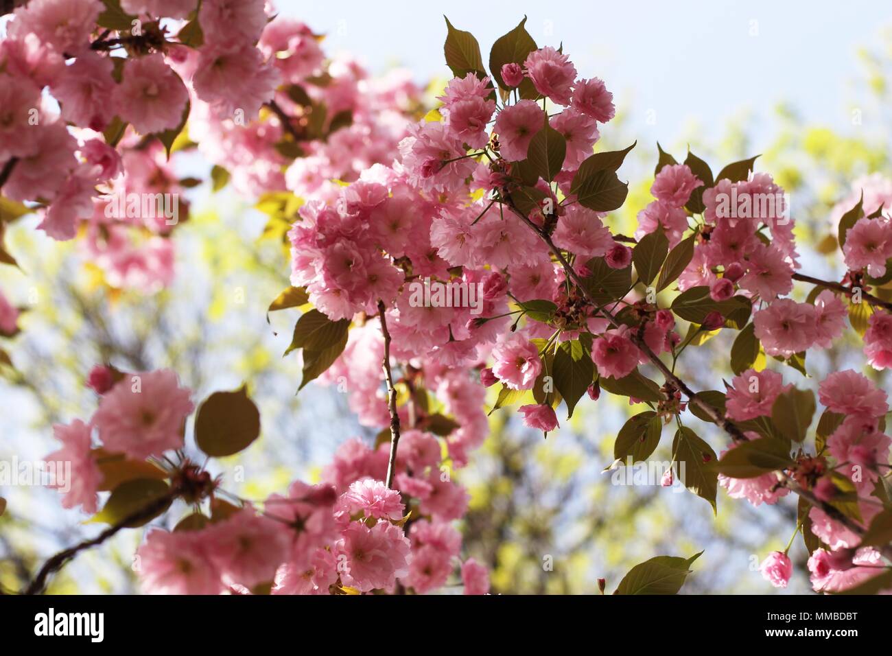Fleurs rose de cerisier du Japon (Prunus serrulata Photo Stock - Alamy