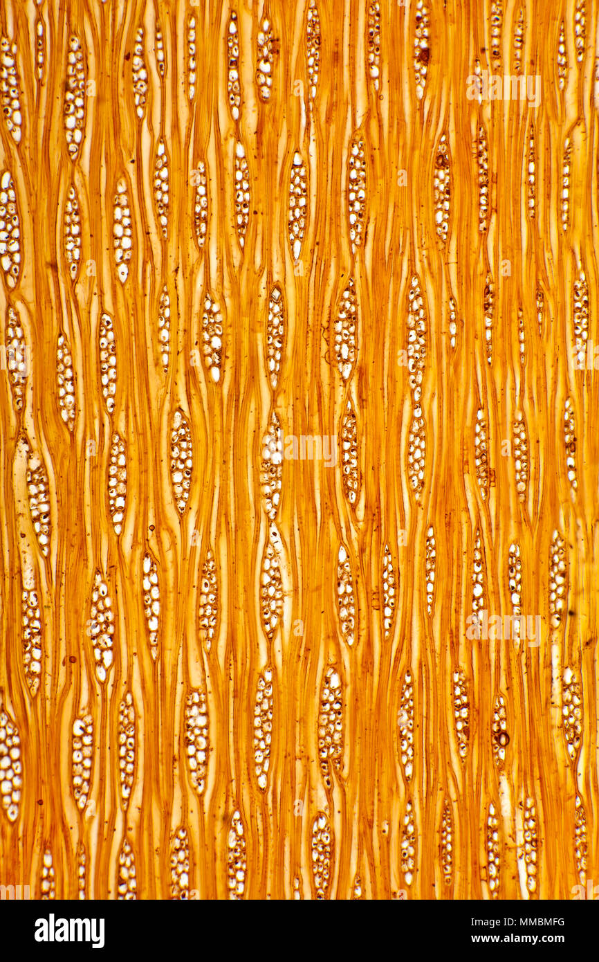 Microscope xylem stem phloem Banque de photographies et d’images à ...