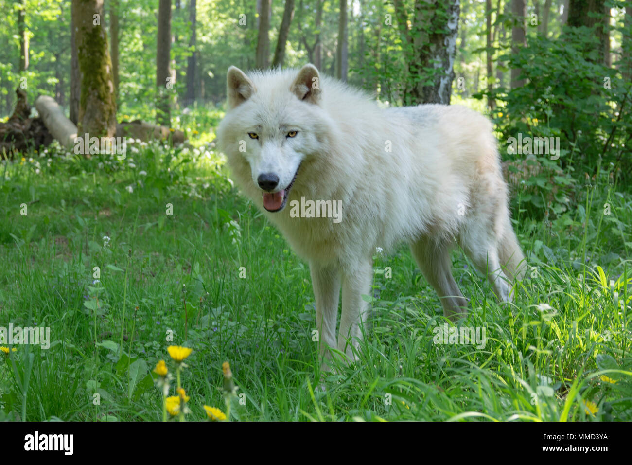 Loup gris canis lupus blanc alpha femelle Banque de photographies et d ...