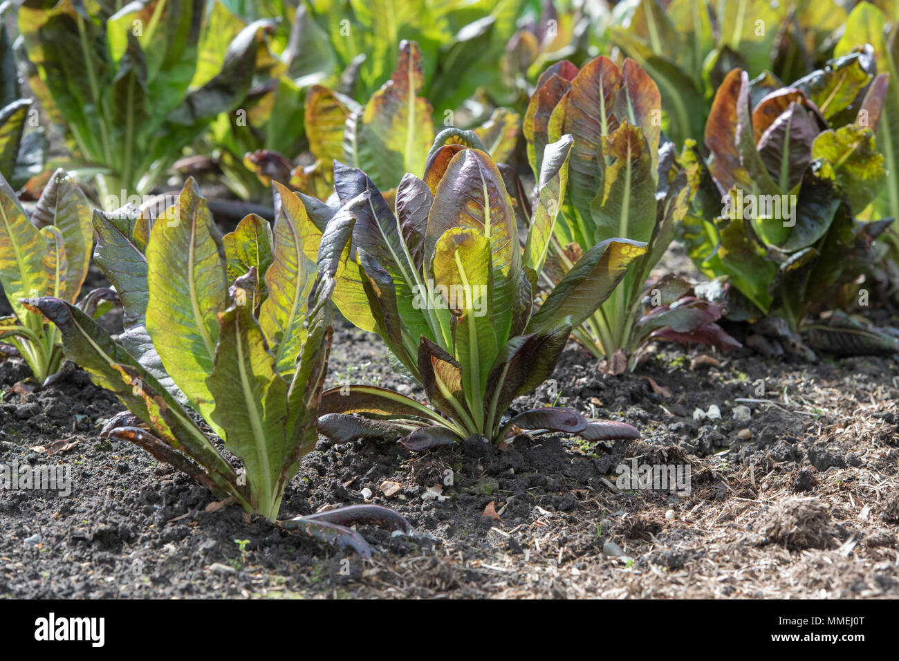 Radicchio italien grand classique Banque de photographies et d’images à ...