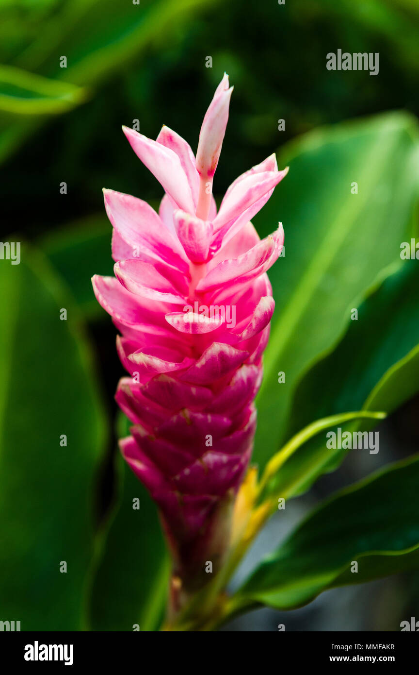Une fleur de gingembre rose dans un jardin tropical luxuriant Photo Stock - Alamy