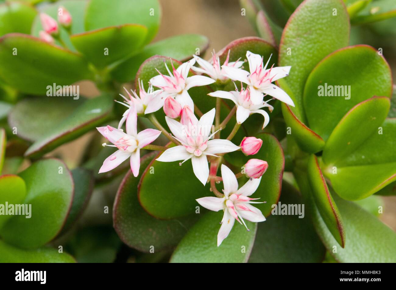Crassula multicava Banque de photographies et d’images à haute ...