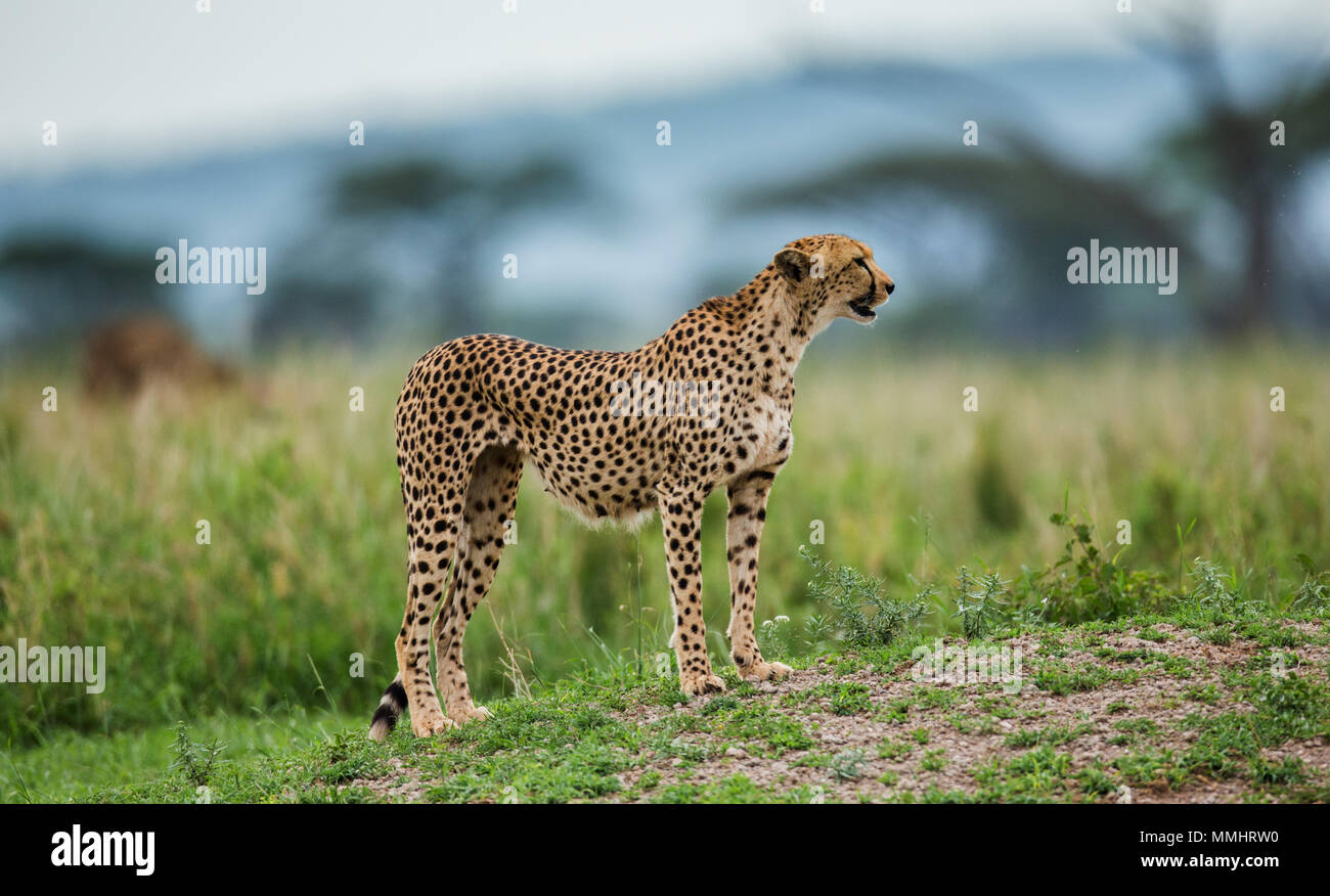 Le guépard se trouve dans la savane au Parc National du Serengeti. L ...