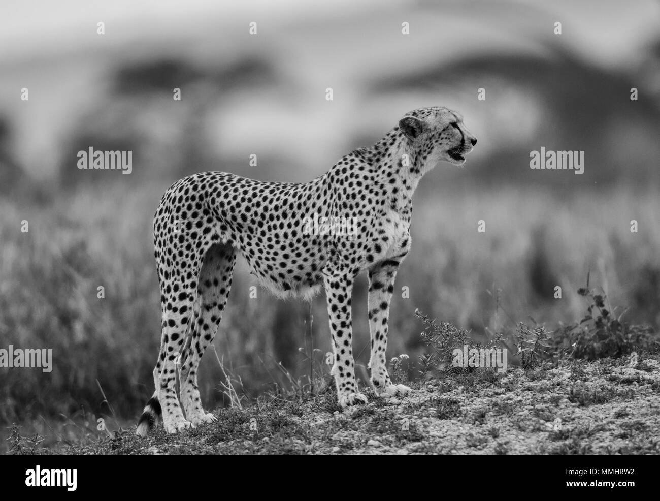 Le guépard se trouve dans la savane au Parc National du Serengeti. L ...