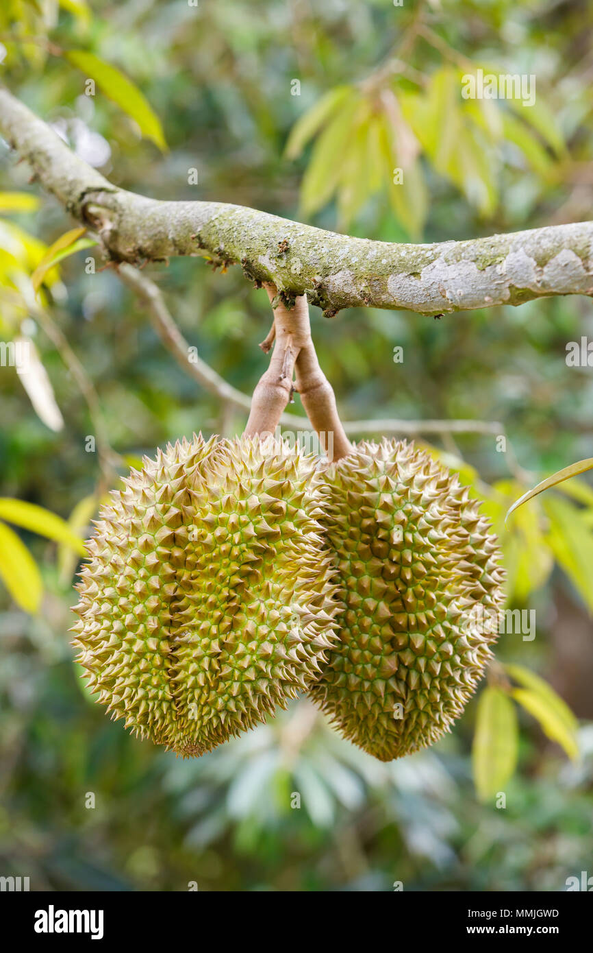 Durian fruit Banque de photographies et d’images à haute résolution - Alamy