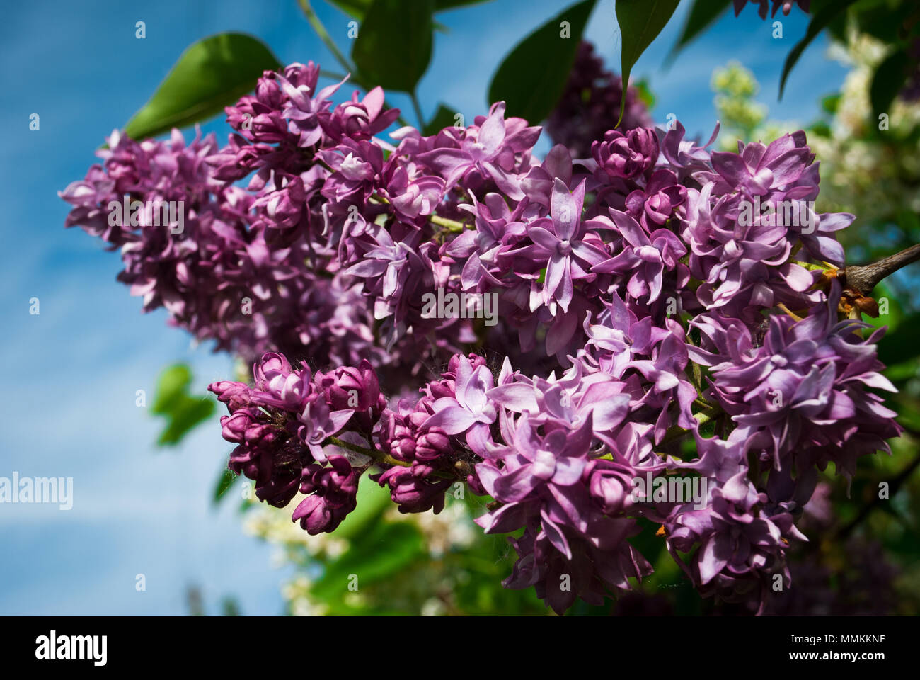 Syringe Vulgaris Banque d'image et photos - Alamy