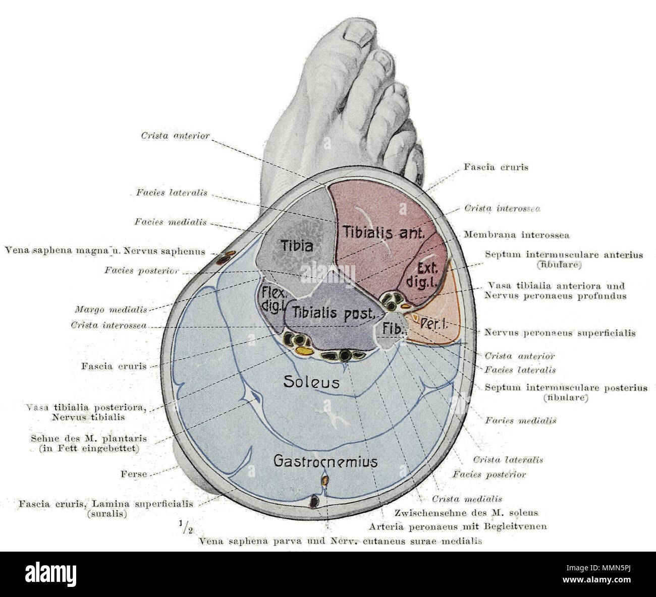 Terminologie anatomique Banque de photographies et d’images à haute ...