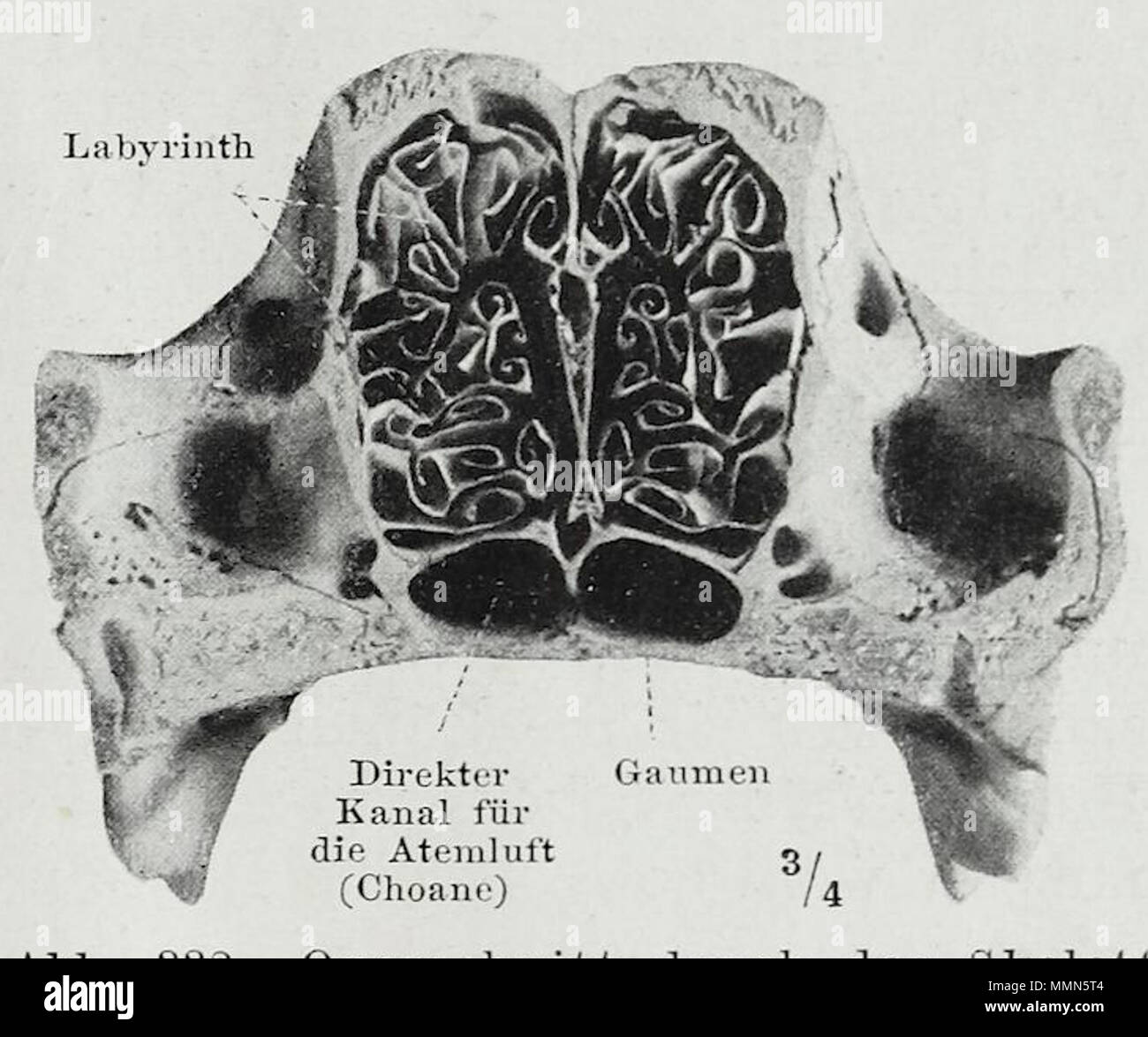 Terminologie anatomique Banque de photographies et d’images à haute ...