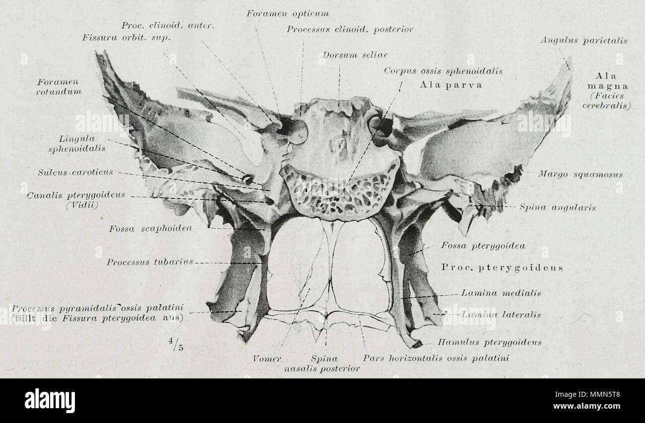 Terminologie anatomique Banque de photographies et d’images à haute ...