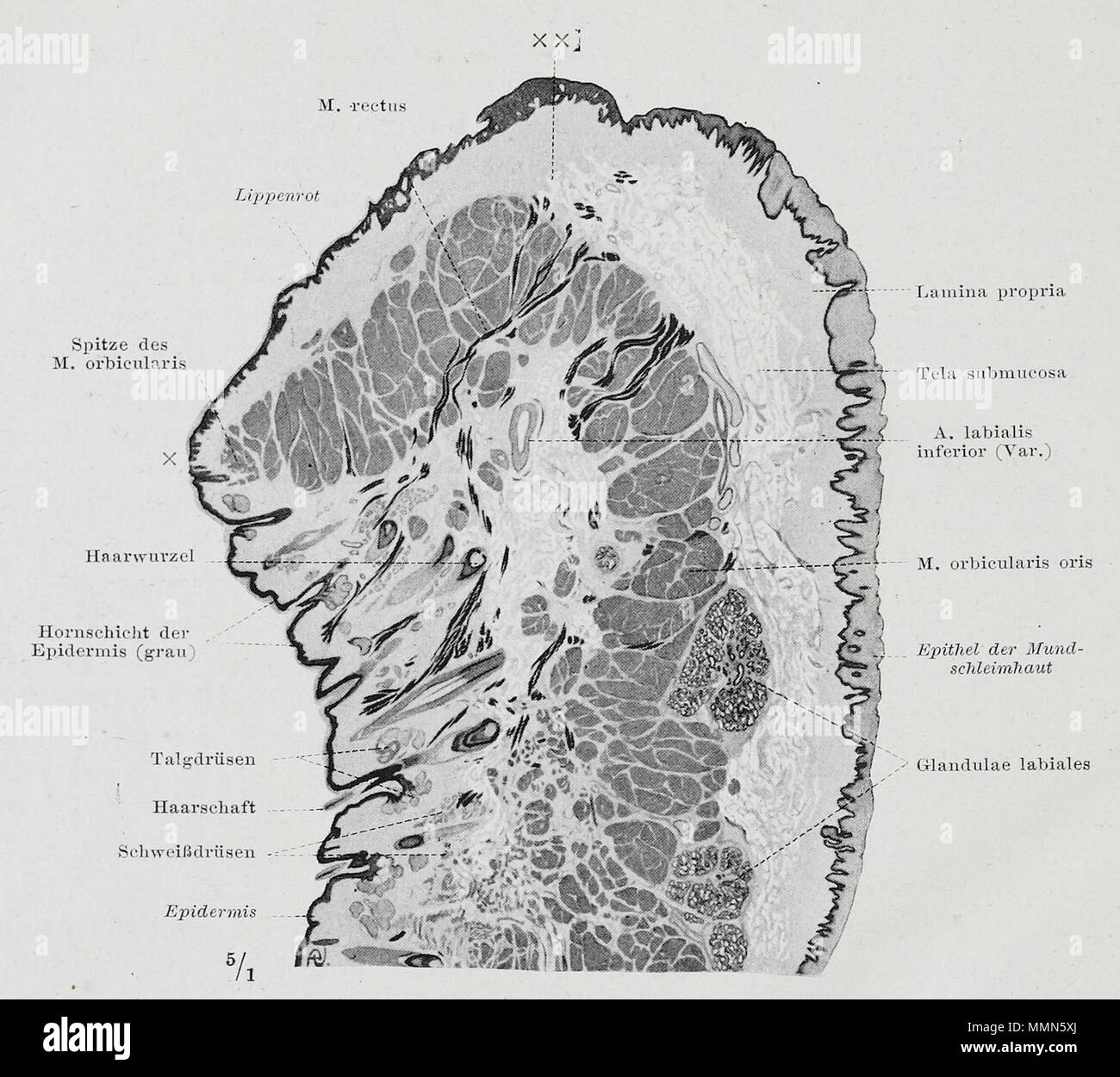 Terminologie anatomique Banque de photographies et d’images à haute ...
