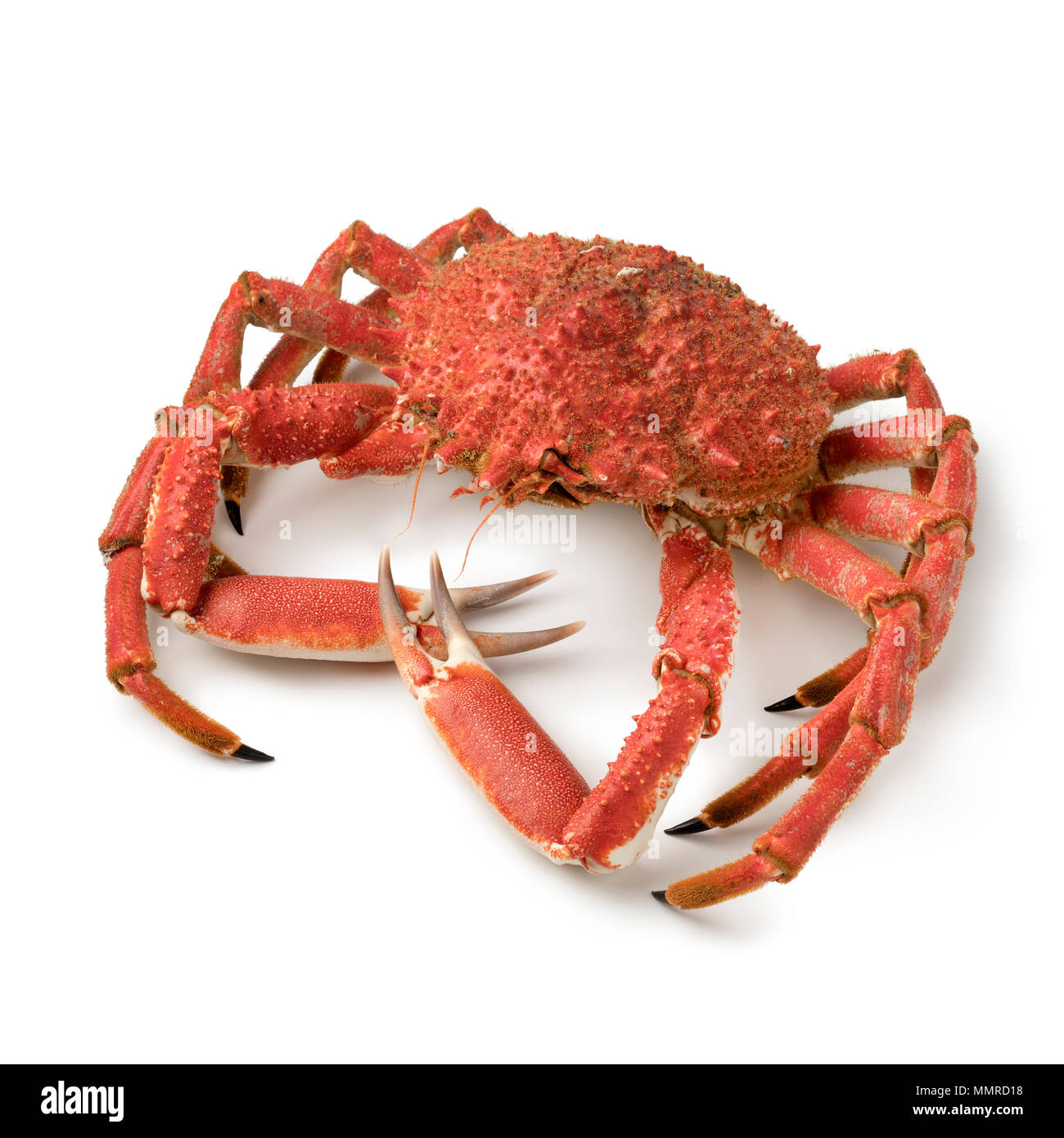 Araignée de mer Banque de photographies et d’images à haute résolution ...